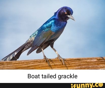 Boat tailed grackle - iFunny
