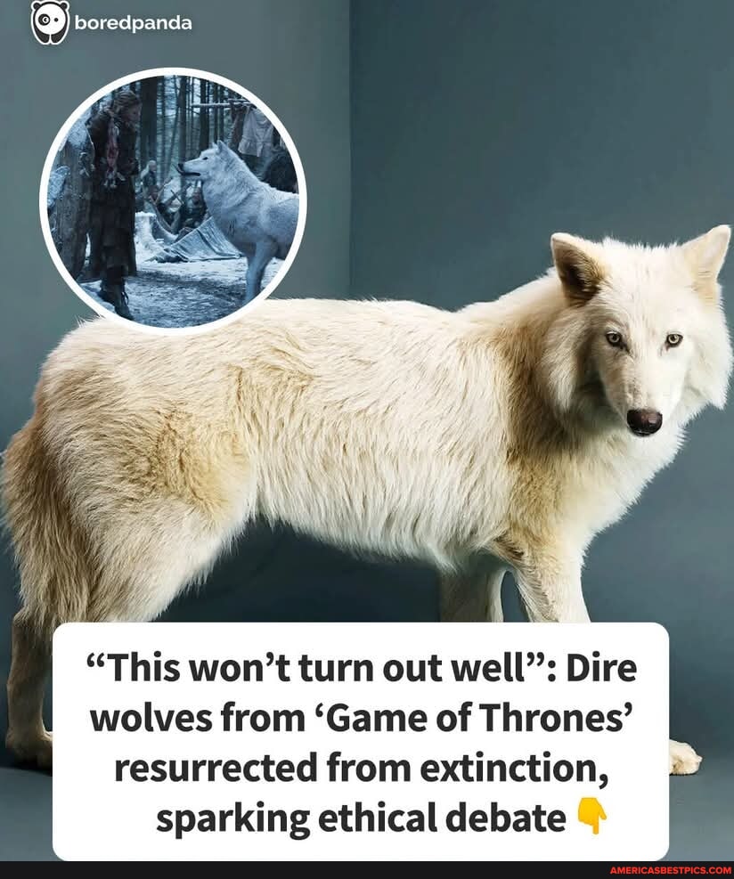 Boredpanda "This won't turn out well": Dire wolves from 'Game of ...