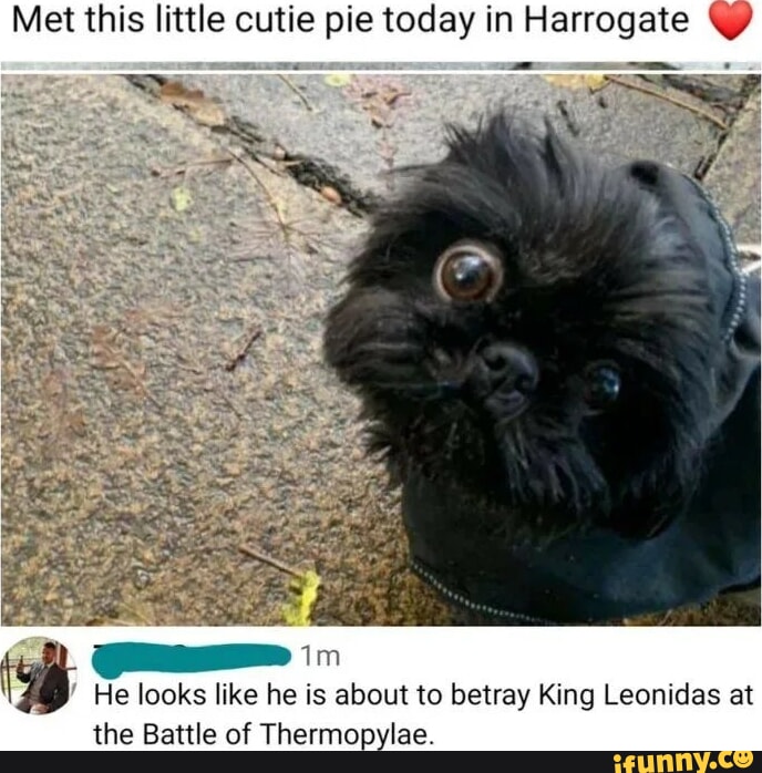 Met this little cutie pie today in Harrogate He looks like he is about ...