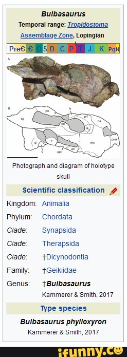 The genus is named for its bulbous nasal protuberance. "Phylloxyron" is ...