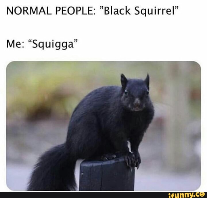 NORMAL PEOPLE: "Black Squirrel" Me: “Squigga” - iFunny