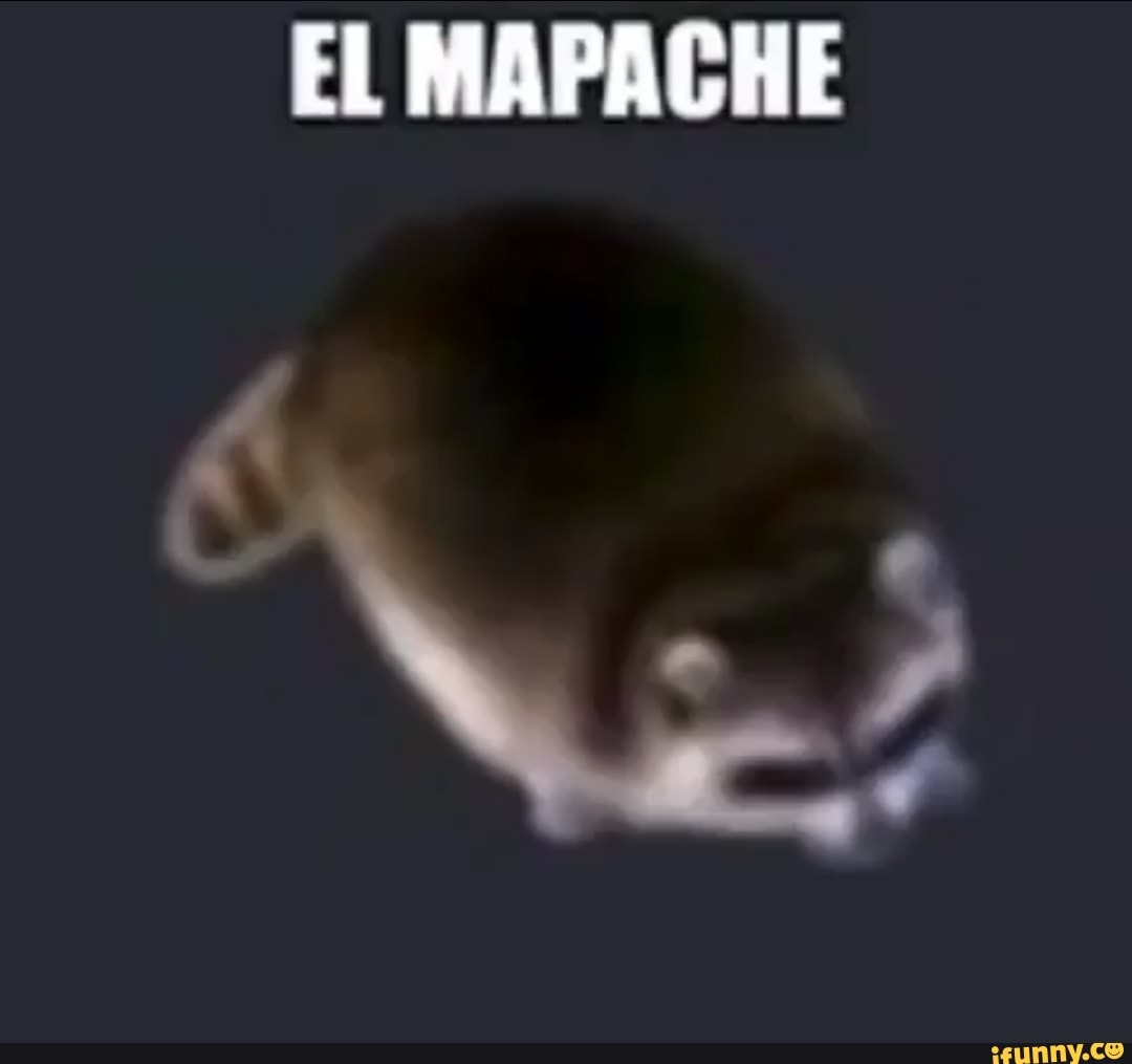Mapache memes. Best Collection of funny Mapache pictures on iFunny