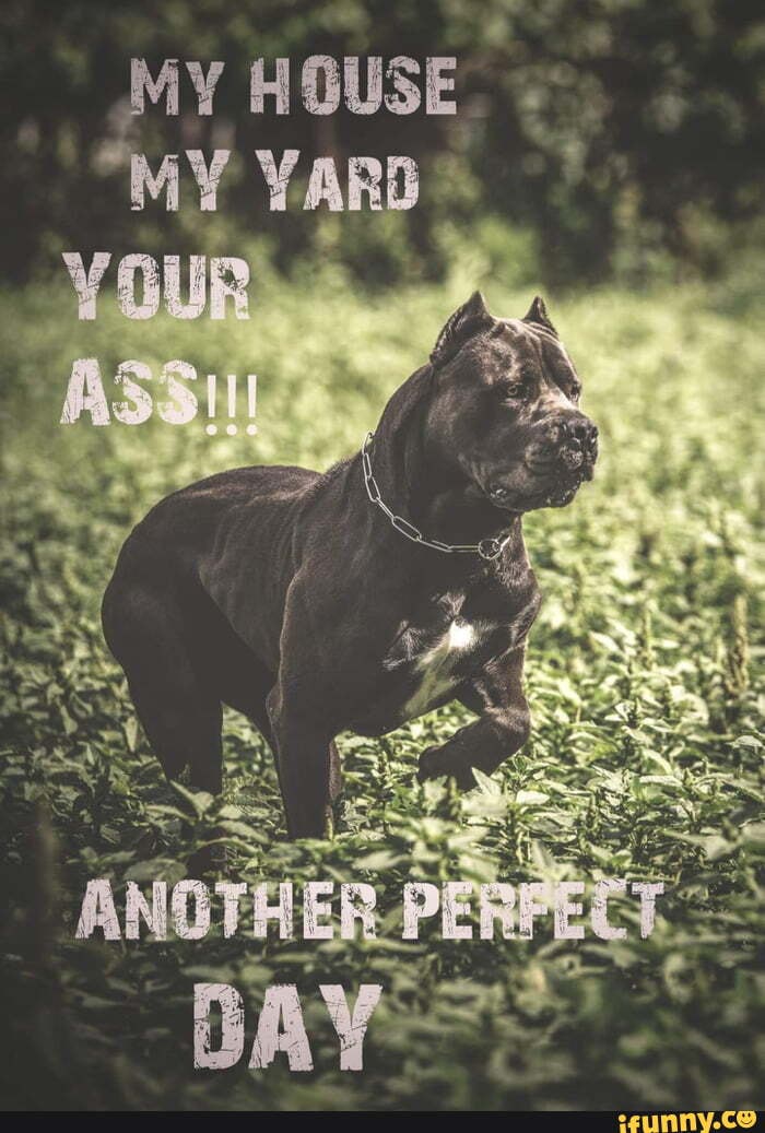 Cane_corso memes. Best Collection of funny Cane_corso pictures on iFunny