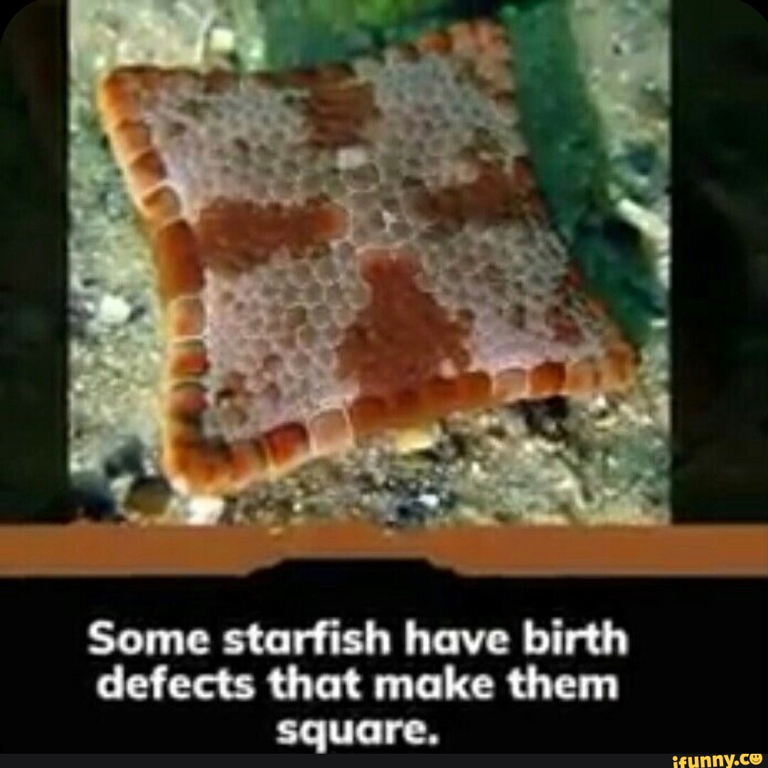 Some starfish have birth defects that make them square. - iFunny