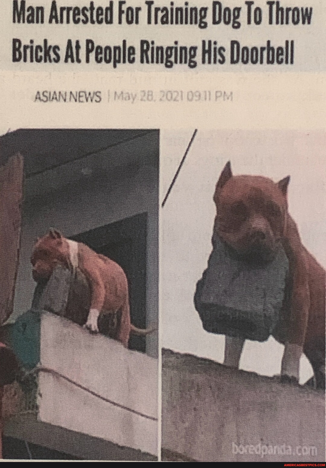 An Arrested For Training Dog To Throw Bricks At People Ringing His ...