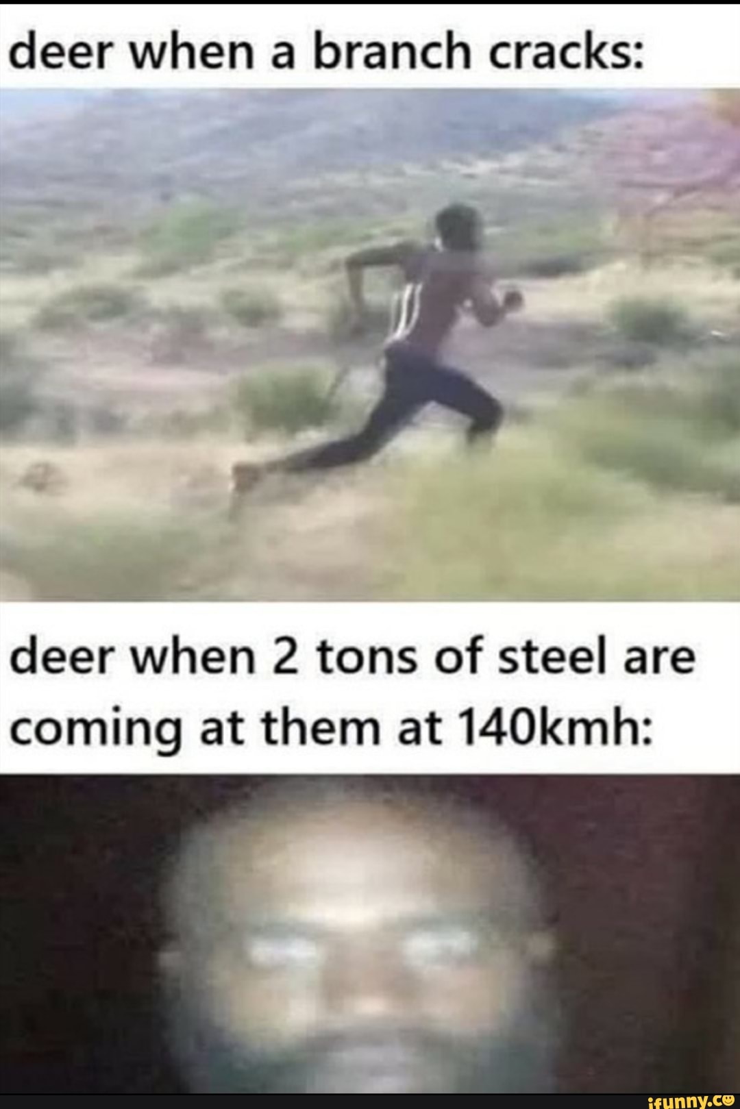 Deer when a branch cracks: ' if deer when 2 tons of steel are coming at ...