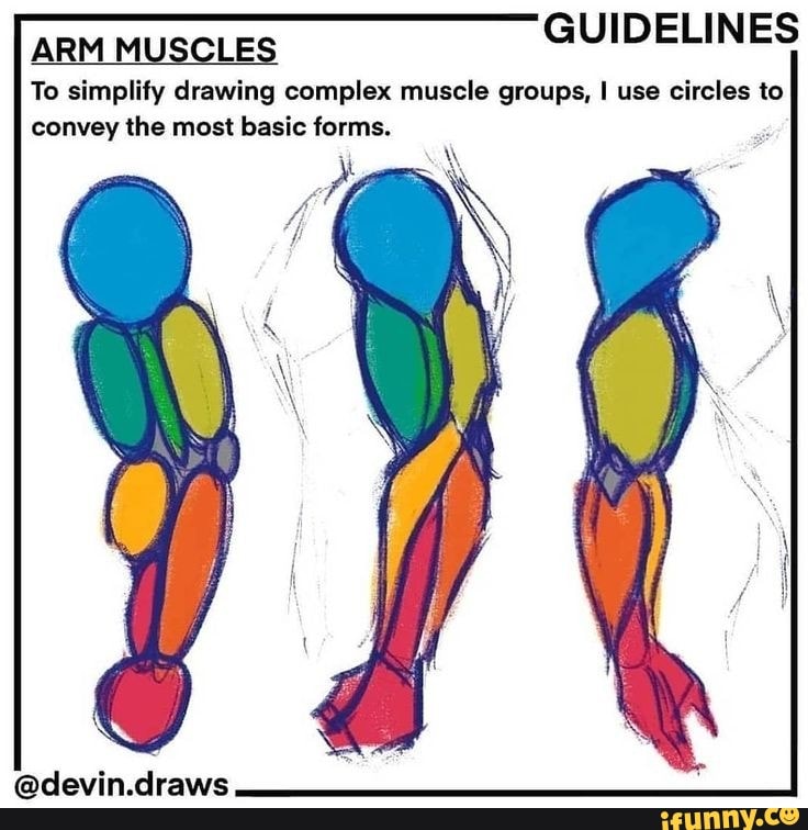 GUIDELINES To simplify drawing complex muscle groups, I use circles to ...