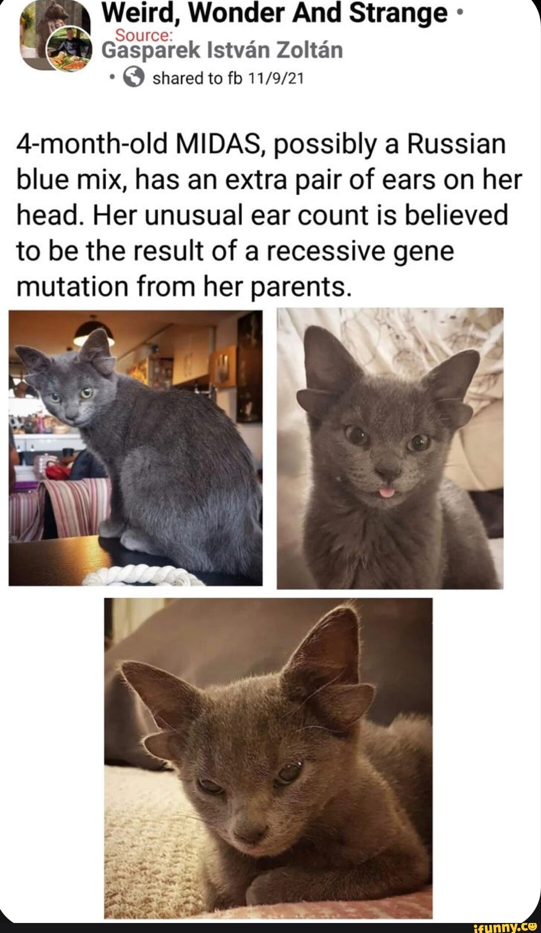 Zoltan memes. Best Collection of funny Zoltan pictures on iFunny