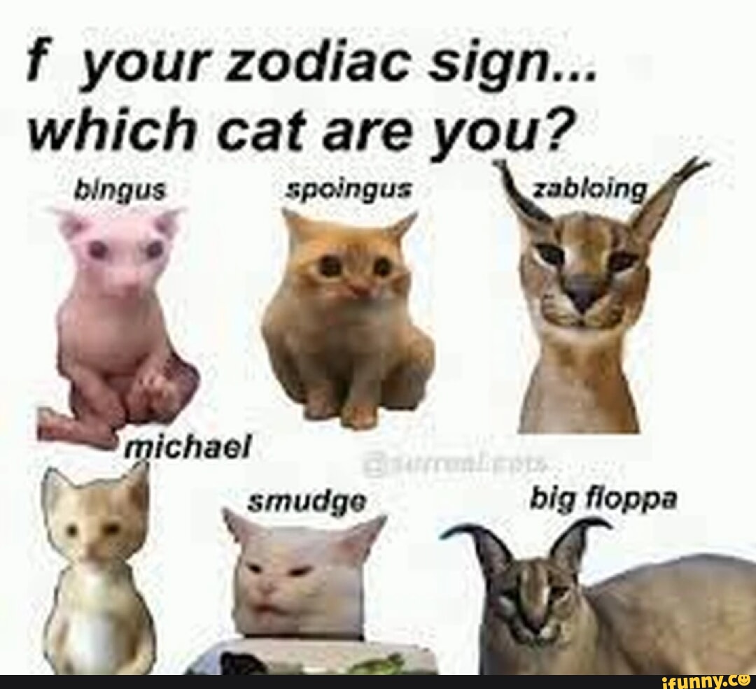 F your zodiac sign... which cat are you? bingus spoingus zabloii af of ...