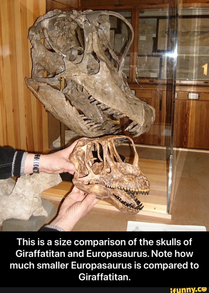 Europasaurus memes. Best Collection of funny Europasaurus pictures on ...