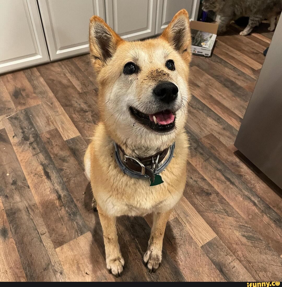 Jindo memes. Best Collection of funny Jindo pictures on iFunny