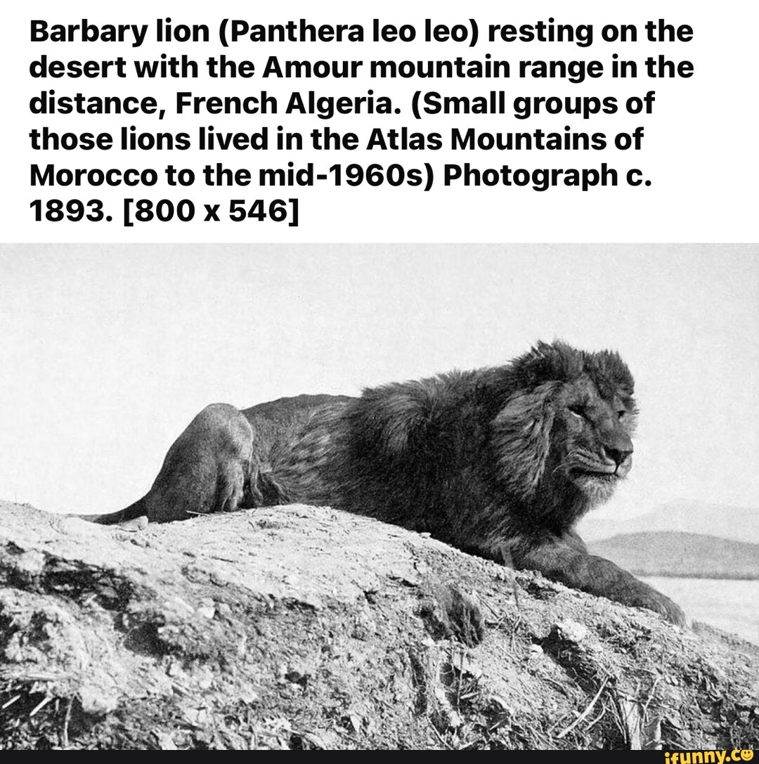 Barbary lion (Panthera leo leo) resting on the desert with the Amour ...