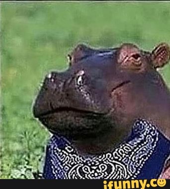 Hippocrip memes. Best Collection of funny Hippocrip pictures on iFunny