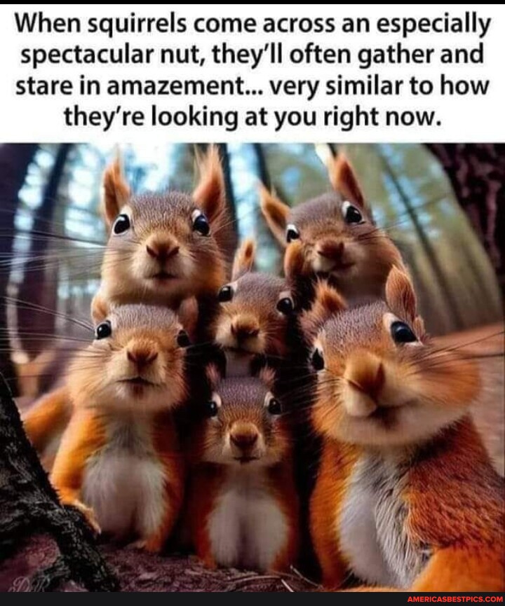 When squirrels come across an especially spectacular nut, they'll often ...