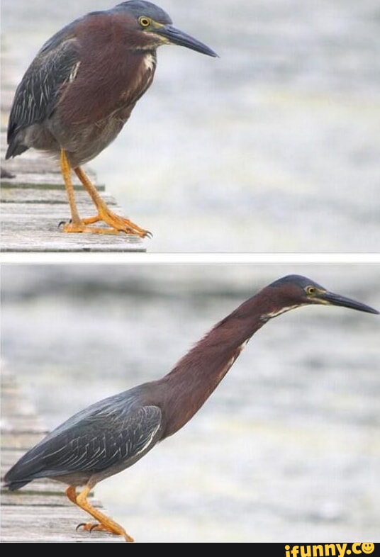 Zoop memes. Best Collection of funny Zoop pictures on iFunny