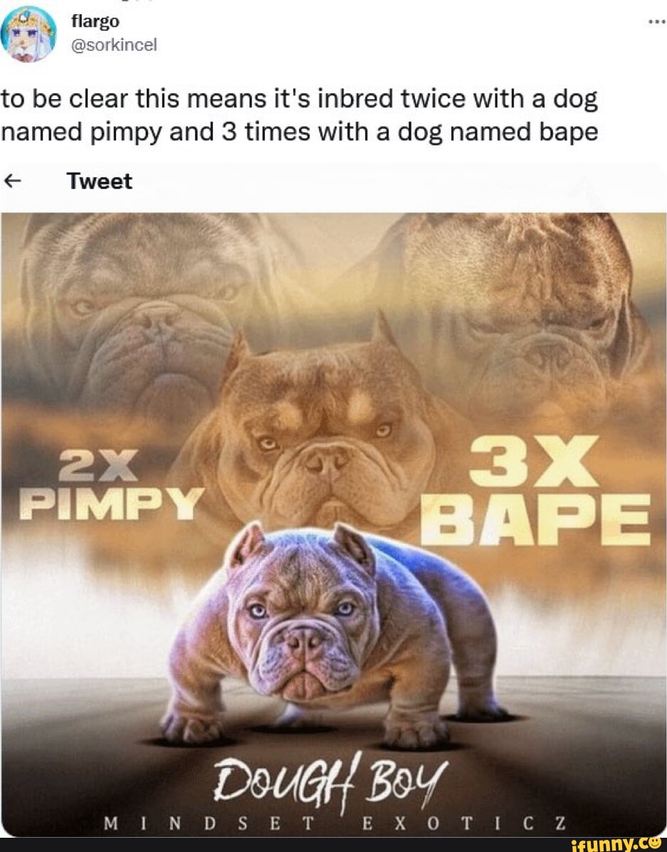 Pimpy memes. Best Collection of funny Pimpy pictures on iFunny