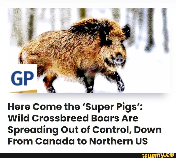 Crossbreed memes. Best Collection of funny Crossbreed pictures on iFunny