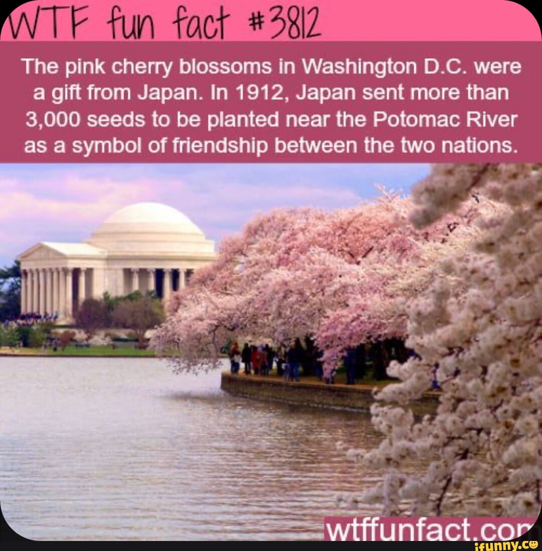 AN fun fact *392 The pink cherry blossoms in Washington D.C. were a ...