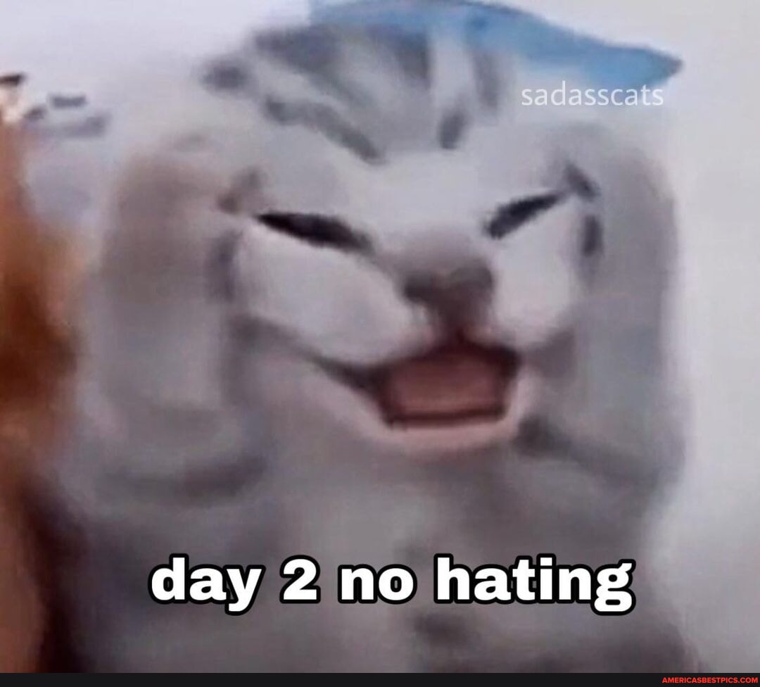 Insane - - - #meme #memes #cat #cats #catmeme #catmemes #sadcat # ...