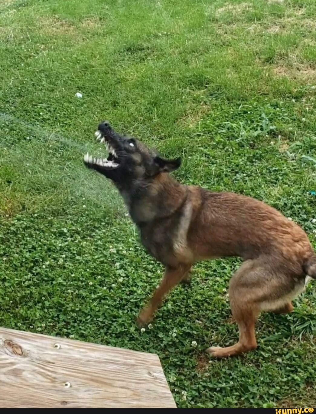 Malinois memes. Best Collection of funny Malinois pictures on iFunny