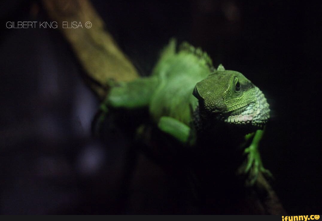 Elisa memes. Best Collection of funny Elisa pictures on iFunny