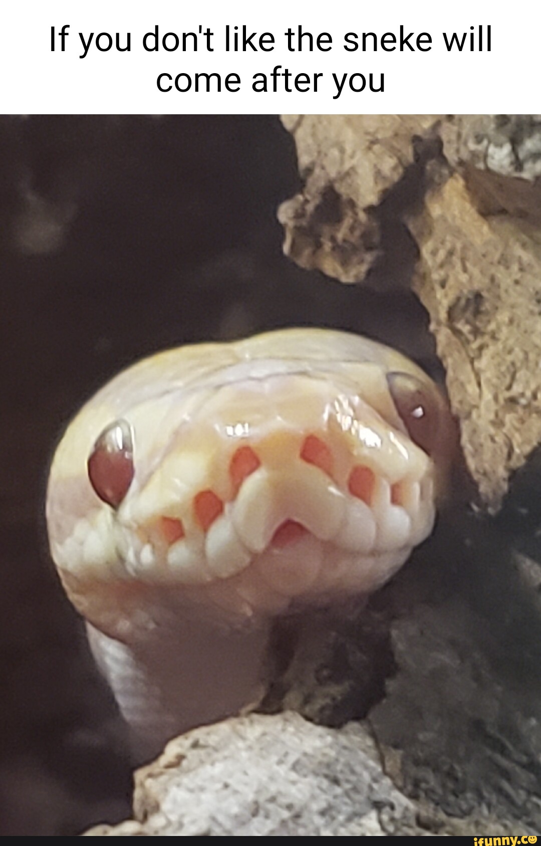 Sneke memes. Best Collection of funny Sneke pictures on iFunny