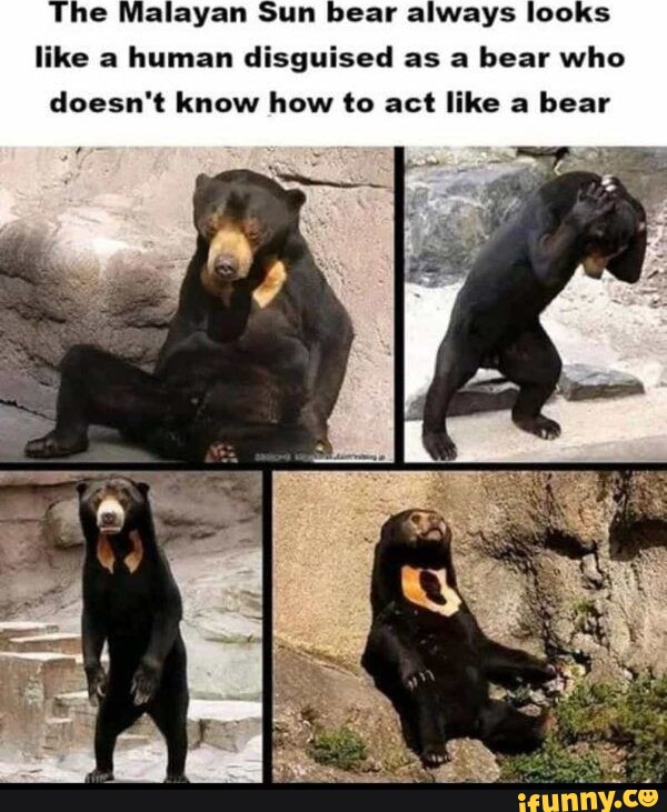 The Malayan Sun bear always looks like a human disguised as a bear who ...