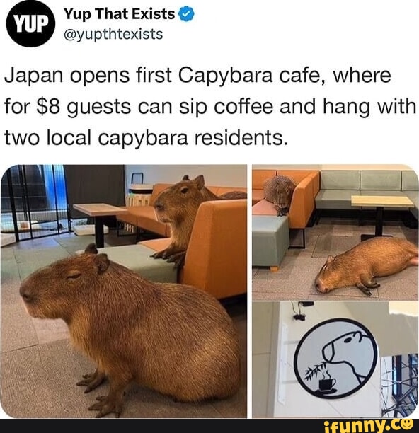 Yup Japan opens first Capybara cafe, where for $8 guests can sip coffee and hang with two local ...
