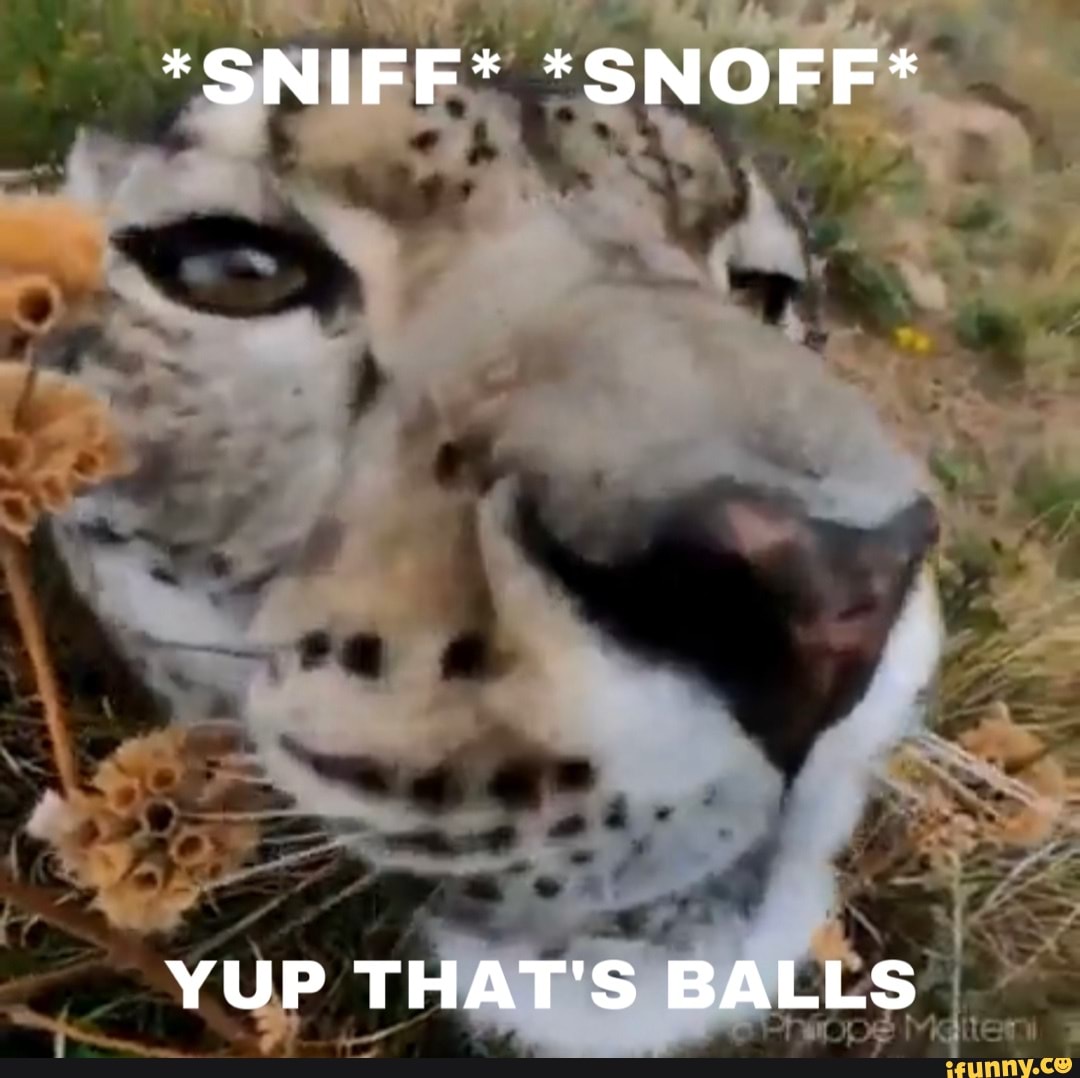 *SNIFF* *SNOFF* YUP THAT'S BALLS - iFunny