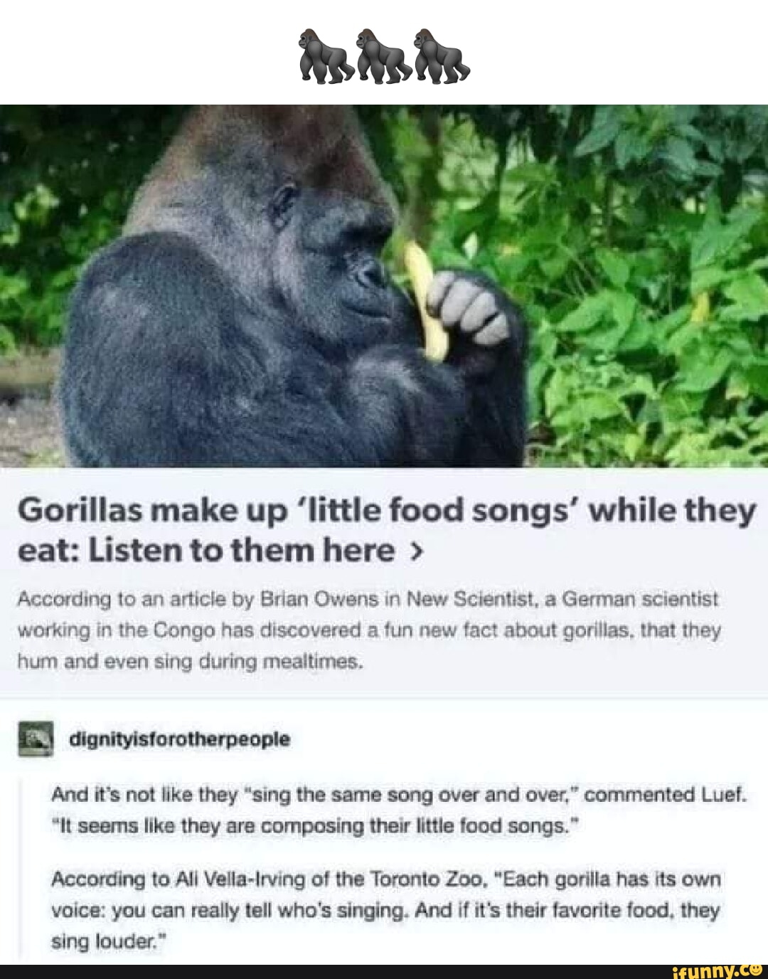 Gorillas make up 'little food songs' while they eat: Listen to them ...