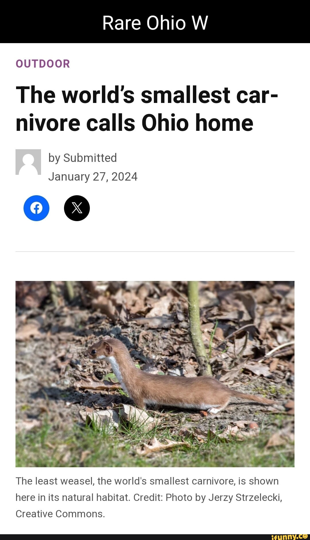 Weasel memes. Best Collection of funny Weasel pictures on iFunny