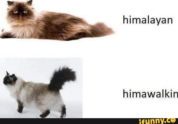 Himalayan memes. Best Collection of funny Himalayan pictures on iFunny