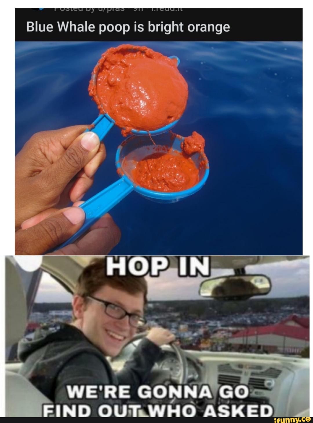 Blue Whale poop is bright orange E ASE WE'RE GONNA GO: - iFunny