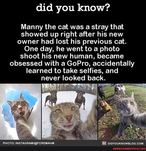 Did you know? Manny the cat was a stray that showed up right after his ...