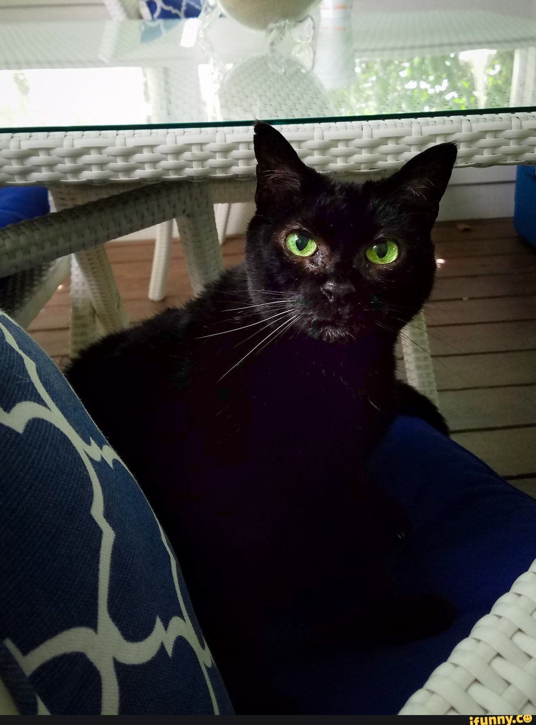 Bagheera wishes you a spooptacular Friday the 13th! - iFunny