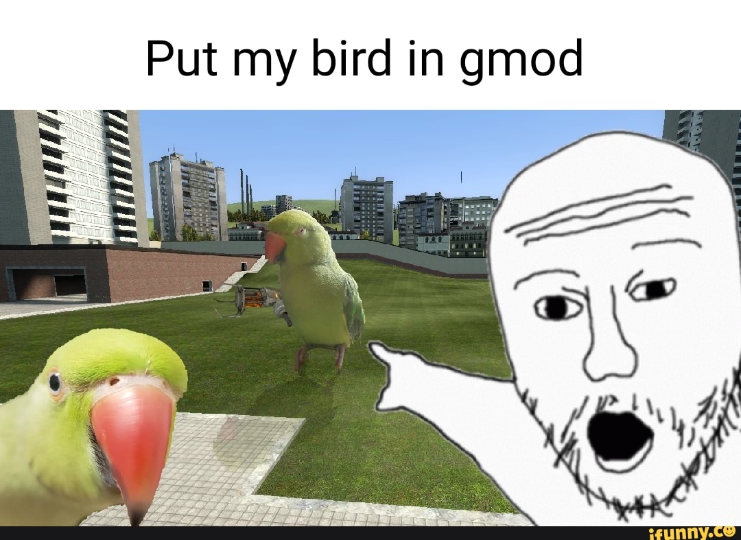 Put my bird in gmod - iFunny
