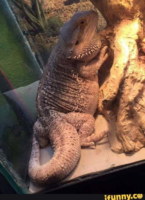 Bearded_dragons memes. Best Collection of funny Bearded_dragons pictures on iFunny