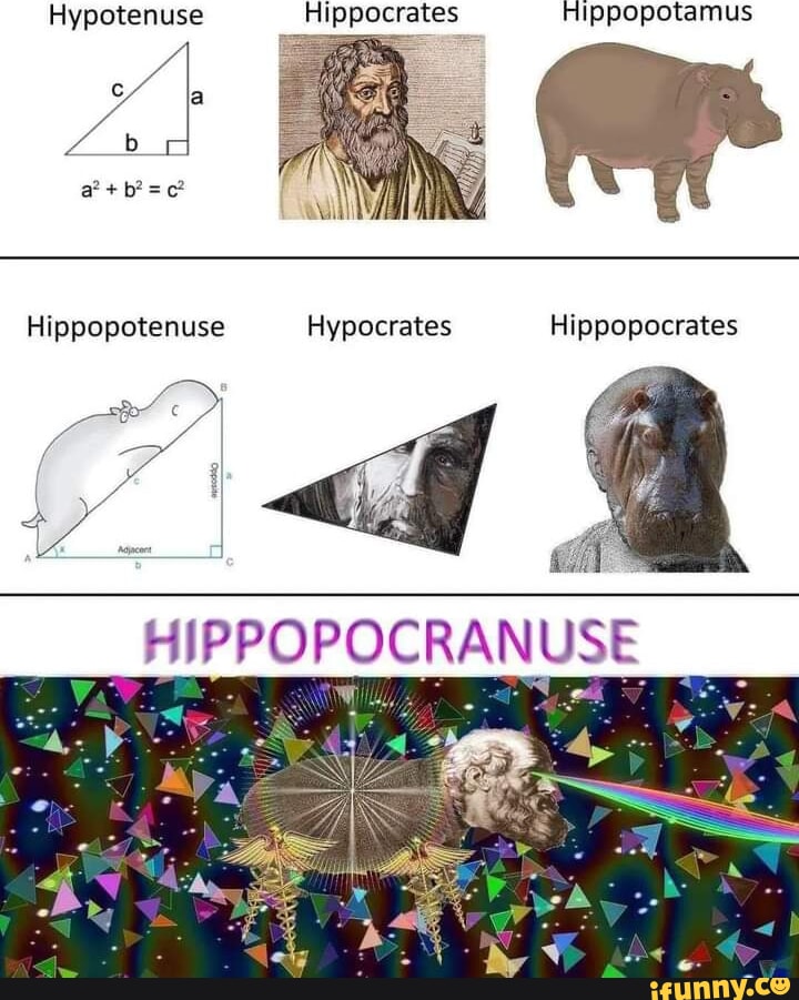 Hippopotamus memes. Best Collection of funny Hippopotamus pictures on ...