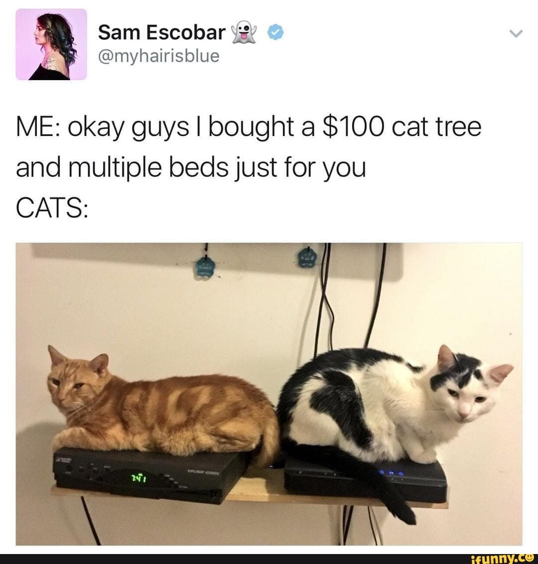 Can you have too many cat memes? - Sam Escobar ME: okay guys I bought a ...