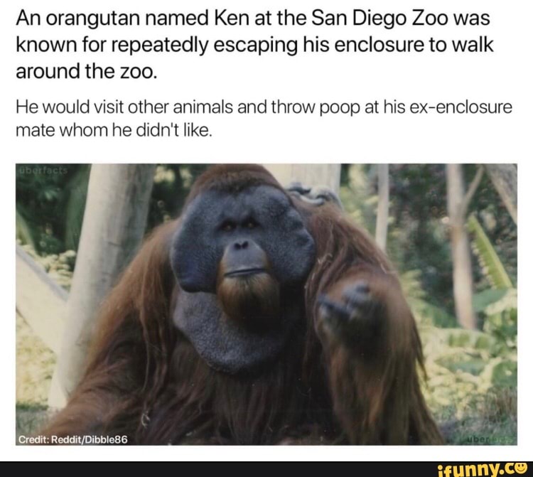 An orangutan named Ken at the San Diego Zoo was known for repeatedly ...
