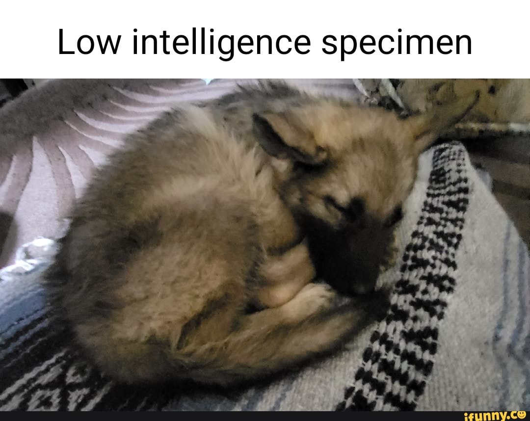 Low intelligence specimen - iFunny