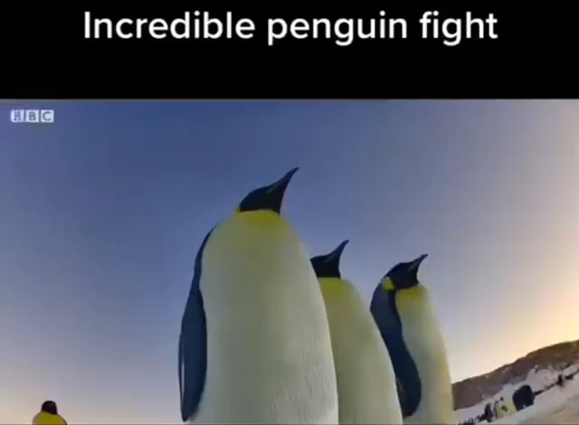 Awesome Penguin Meme Blank