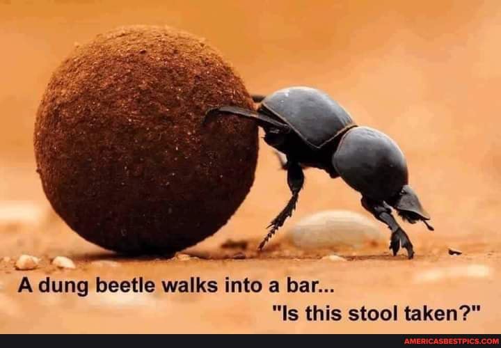 A dung beetle walks into a bar... "le this stool taken?" - America’s ...