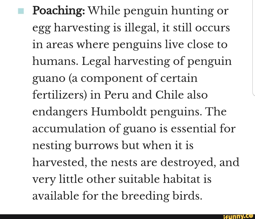 Guano memes. Best Collection of funny Guano pictures on iFunny