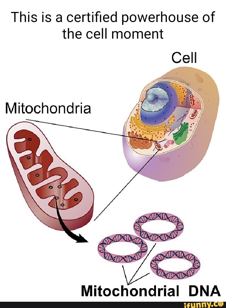 This is a certified powerhouse of the cell moment Cell Mitochondria ...