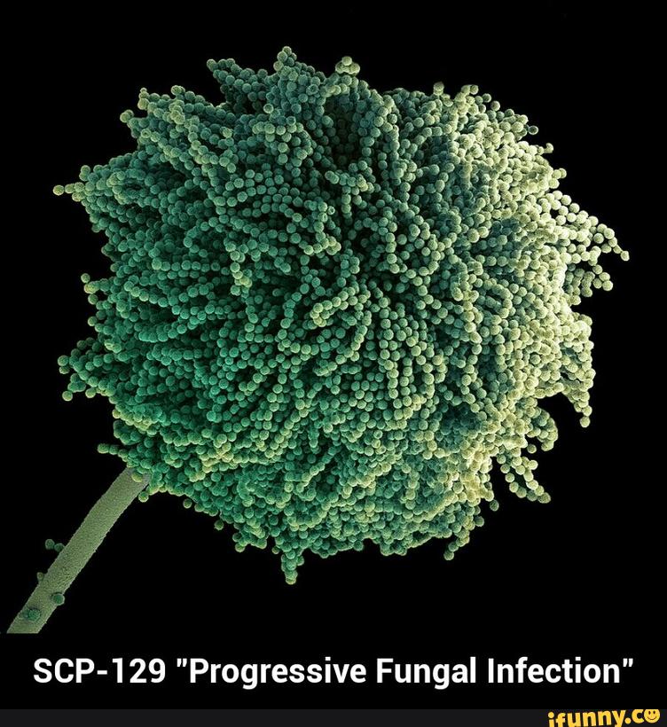 SCP-129 "Progressive Fungal Infection" - SCP-129 "Progressive Fungal ...