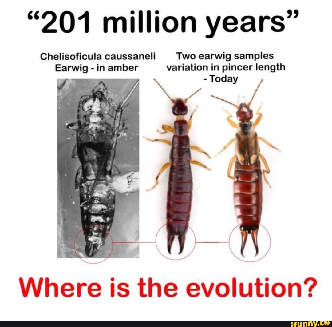 Earwig memes. Best Collection of funny Earwig pictures on iFunny