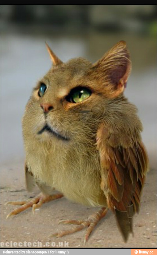 Birdcat memes. Best Collection of funny Birdcat pictures on iFunny