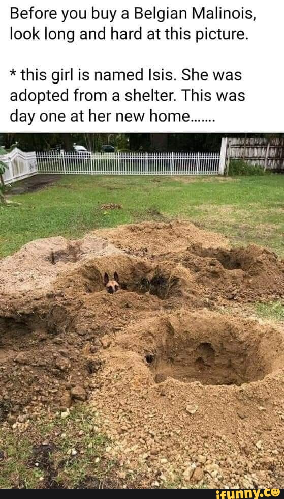Malinois memes. Best Collection of funny Malinois pictures on iFunny