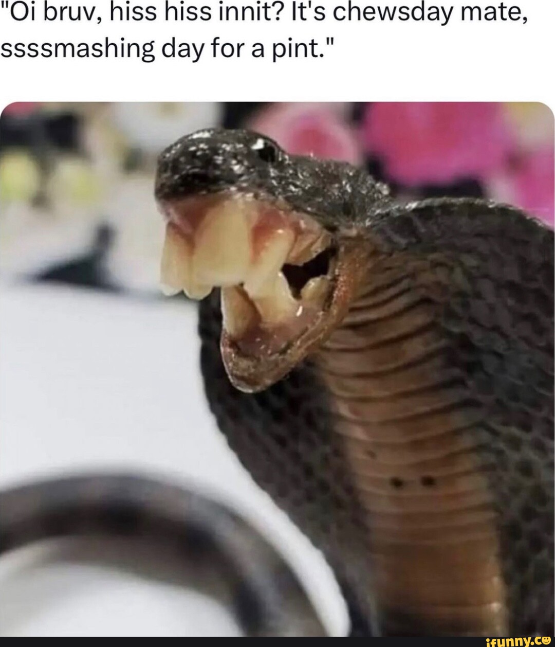 "Oi bruv, hiss hiss innit? Its chewsday mate, ssssmashing day for a ...